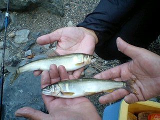 京都巨鮎艶友塾 アルバム