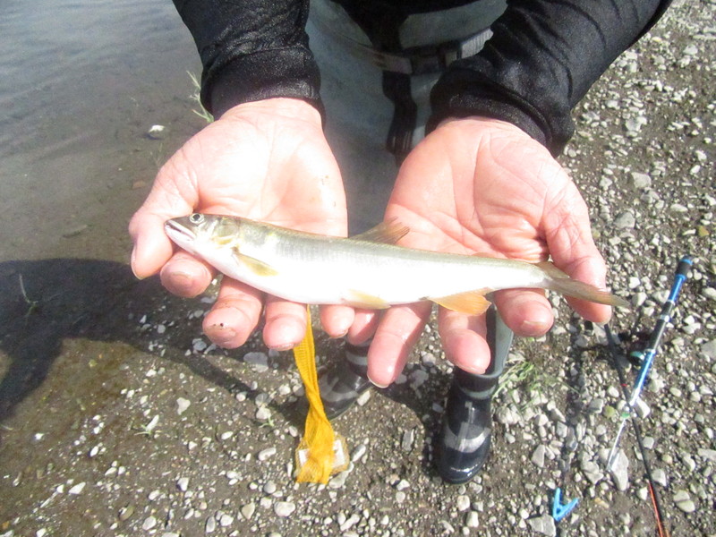 京都巨鮎艶友塾 アルバム