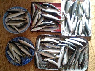 京都巨鮎艶友塾 アルバム