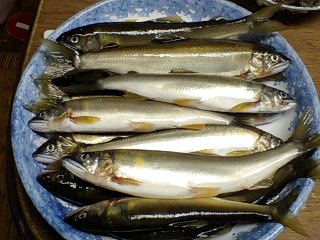 京都巨鮎艶友塾 アルバム