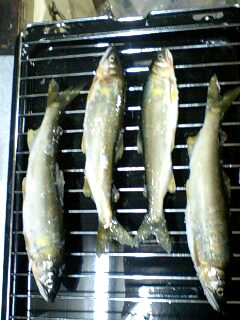 京都巨鮎艶友塾 アルバム