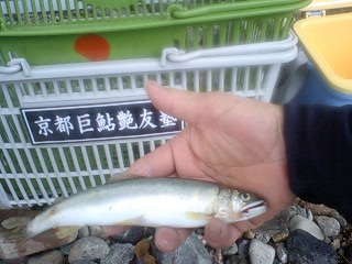 京都巨鮎艶友塾 アルバム