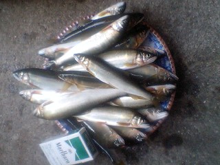 京都巨鮎艶友塾 アルバム