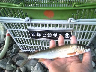 京都巨鮎艶友塾 アルバム