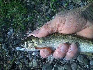 京都巨鮎艶友塾 フリーページ
