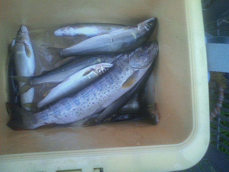 京都巨鮎艶友塾 ブログ