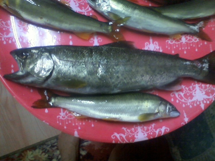 京都巨鮎艶友塾 ブログ