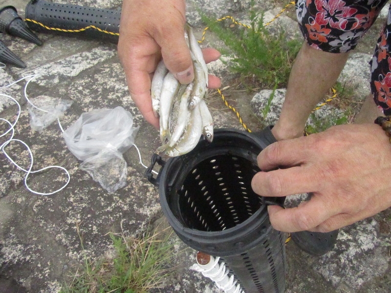 京都巨鮎艶友塾 ウナギ