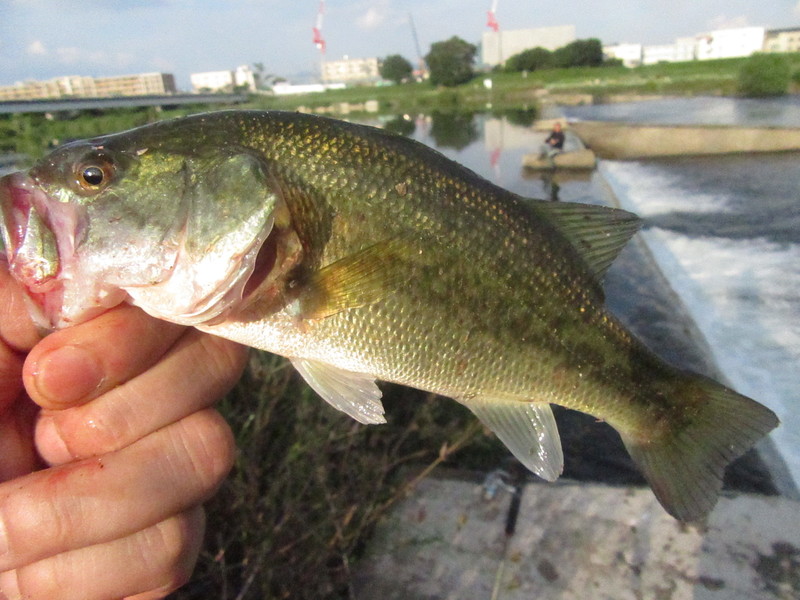 京都巨鮎艶友塾 鮎以外の魚