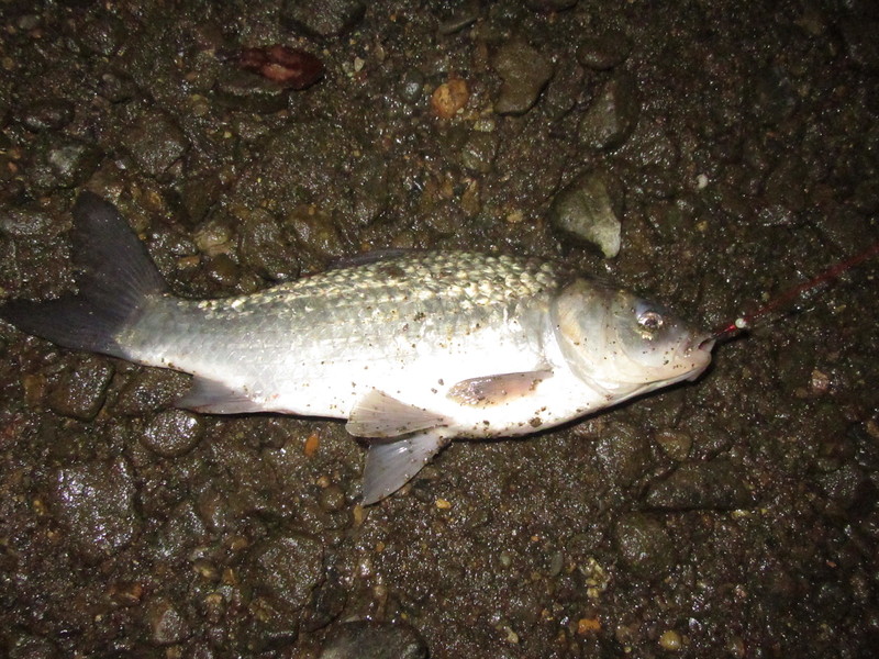 京都巨鮎艶友塾 鮎以外の魚