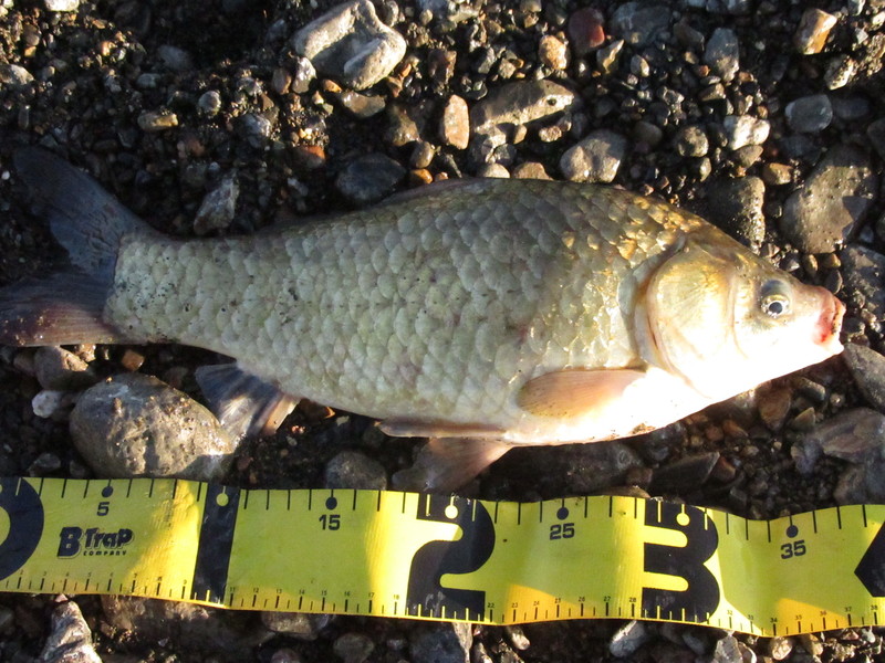 京都巨鮎艶友塾 鮎以外の魚