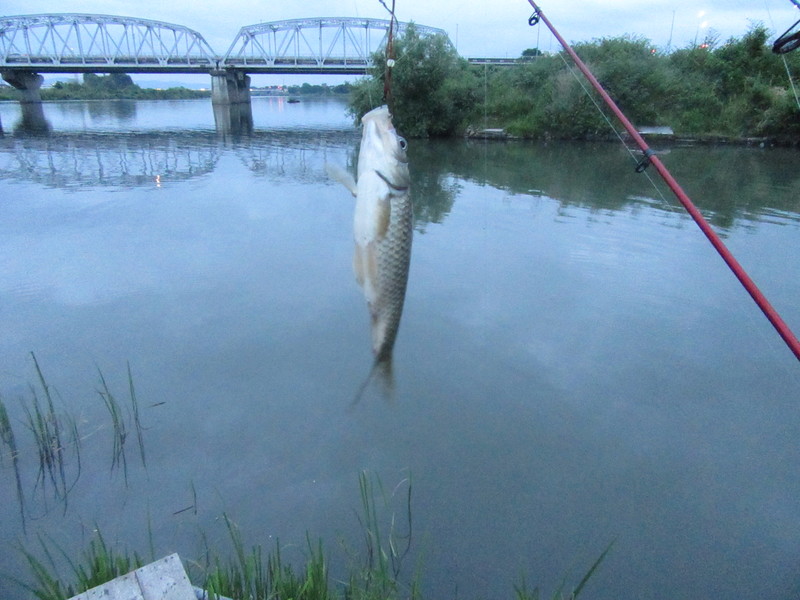 京都巨鮎艶友塾 鮎以外の魚
