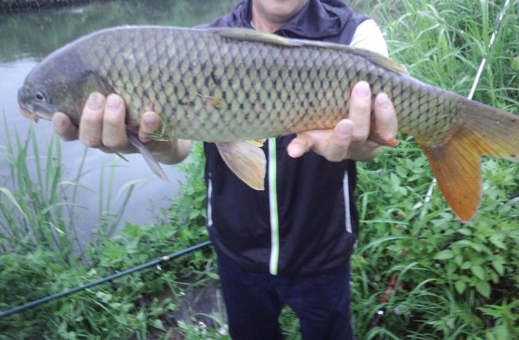 京都巨鮎艶友塾 鮎以外の魚