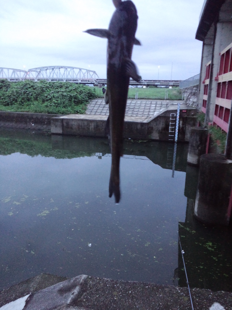 京都巨鮎艶友塾 鮎以外の魚