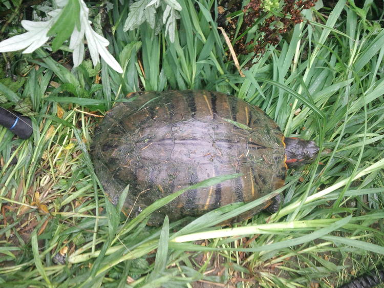 京都巨鮎艶友塾 鮎以外の魚