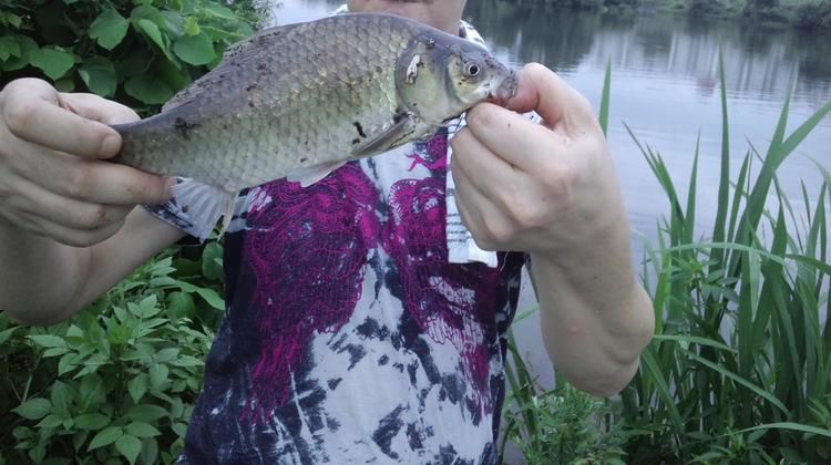 京都巨鮎艶友塾 鮎以外の魚