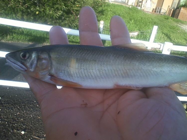 京都巨鮎艶友塾 ブログ