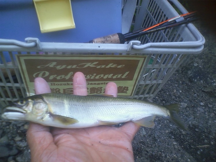 京都巨鮎艶友塾 ブログ