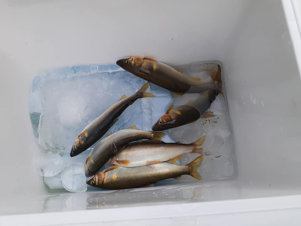 京都巨鮎艶友塾 ブログ