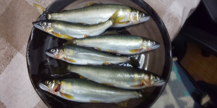 京都巨鮎艶友塾 ブログ