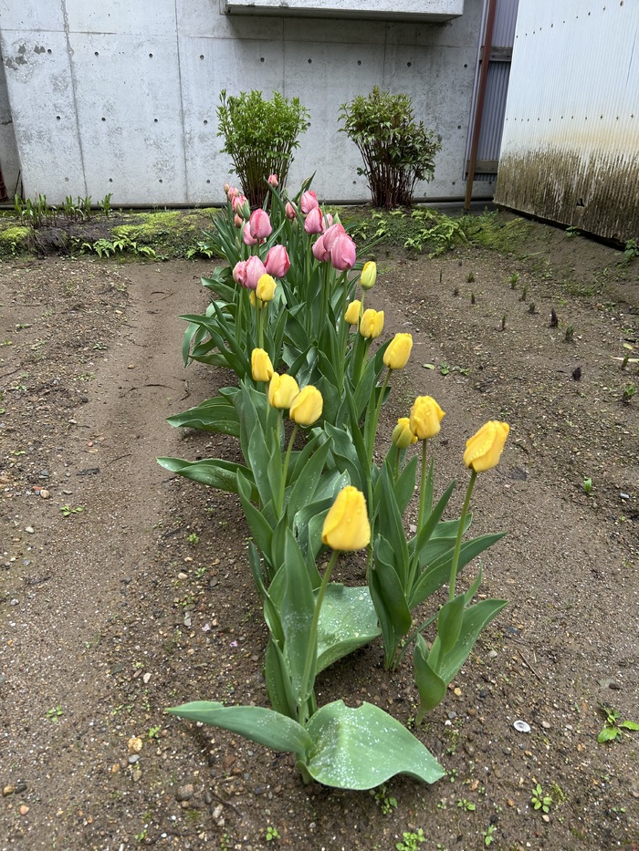 手引き鋸職人のホームページ NAKACHO HANDSAW ブログ Blog